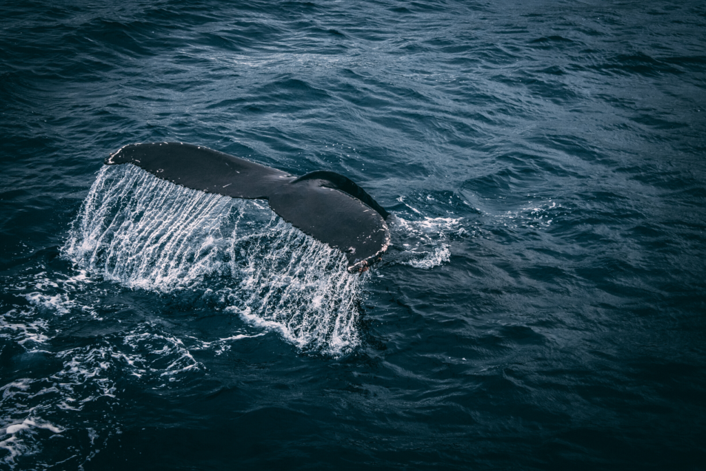 A Whale Of A Tale Notes From The Ship Class Afloat a-whale-of-a-tale-notes-from-the-ship-class-afloat